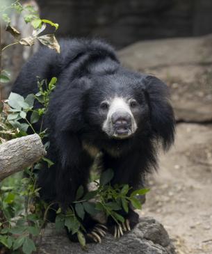 Columbus Zoo | Sloth Bear
